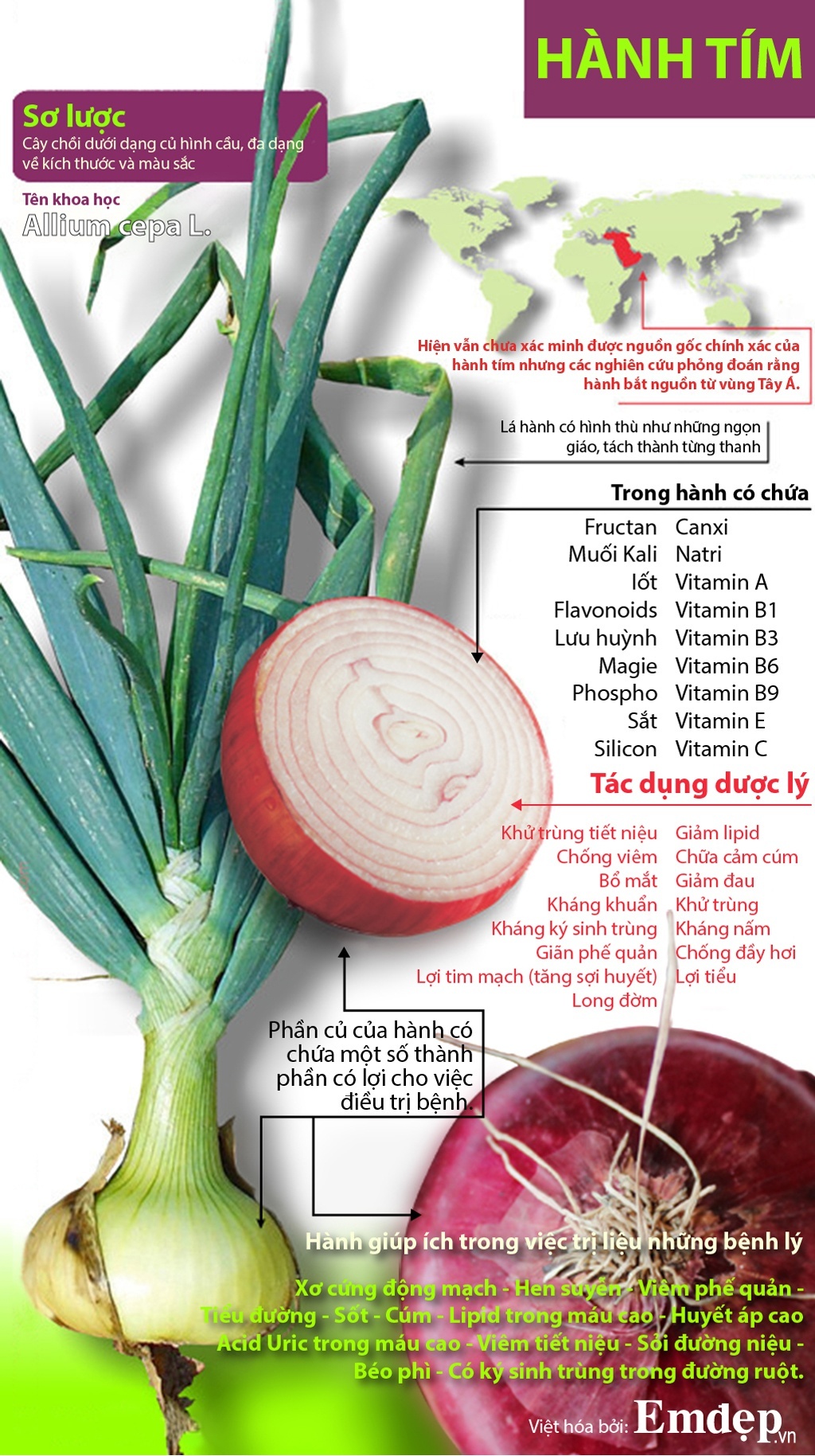 Infographic: Khám phá 1 vài điều về hành tím